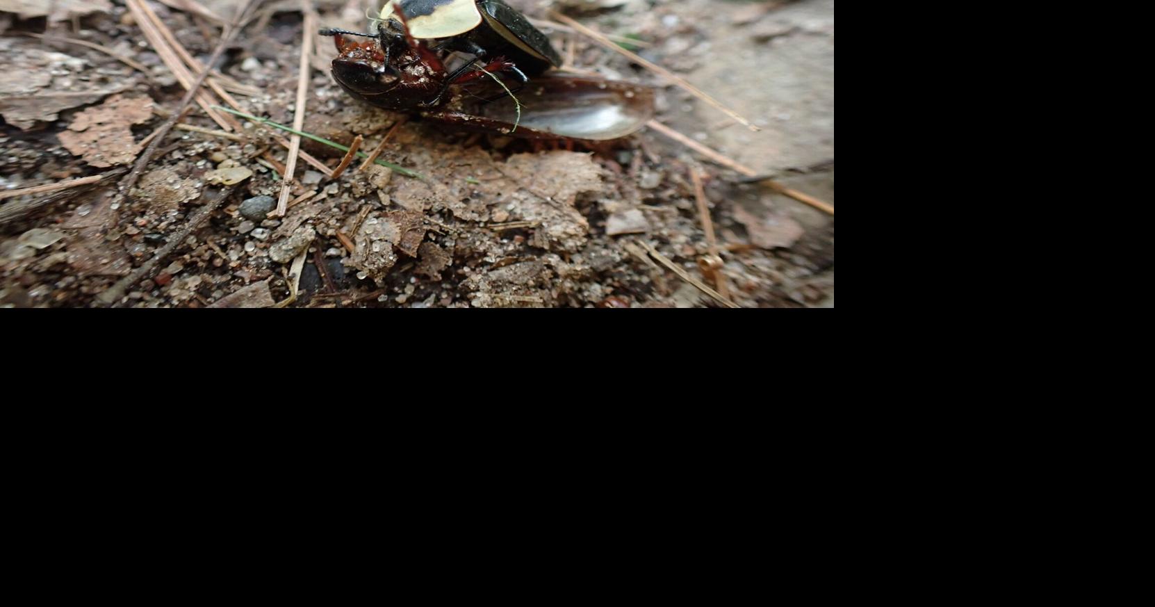 Natural Connections: Junebugs and beetles | Subscriber | apg-wi.com