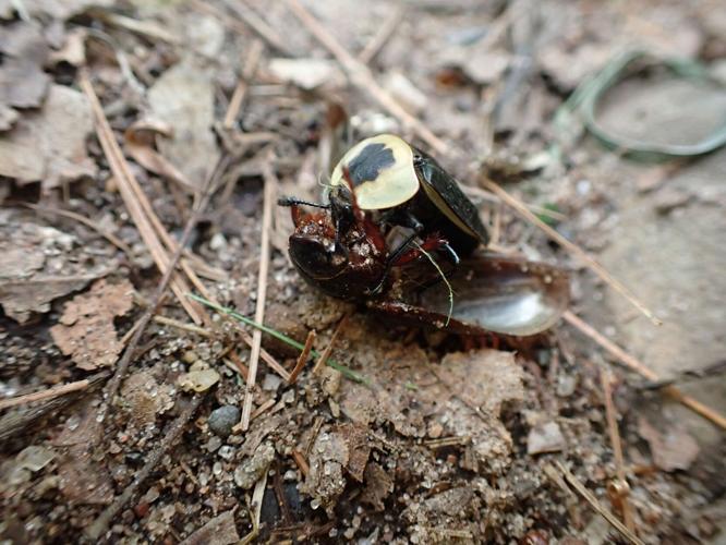 june bug beetle black