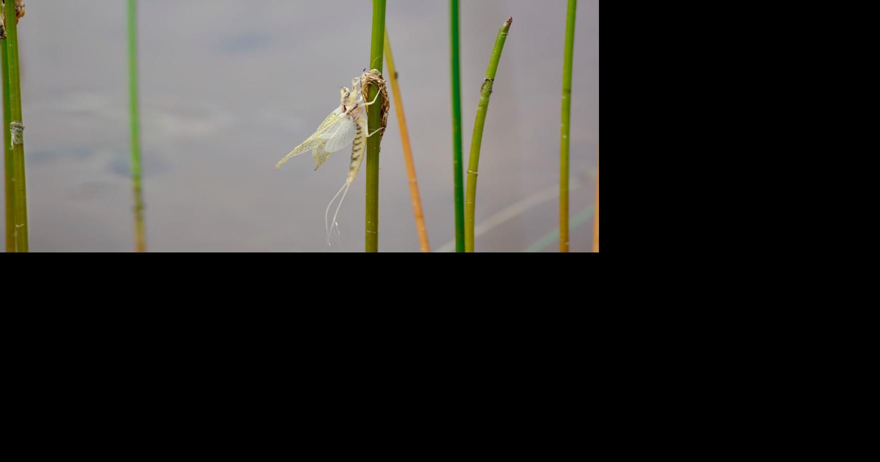 Mayfly hatch at peak in northwestern Wisconsin | Regional | apg-wi.com