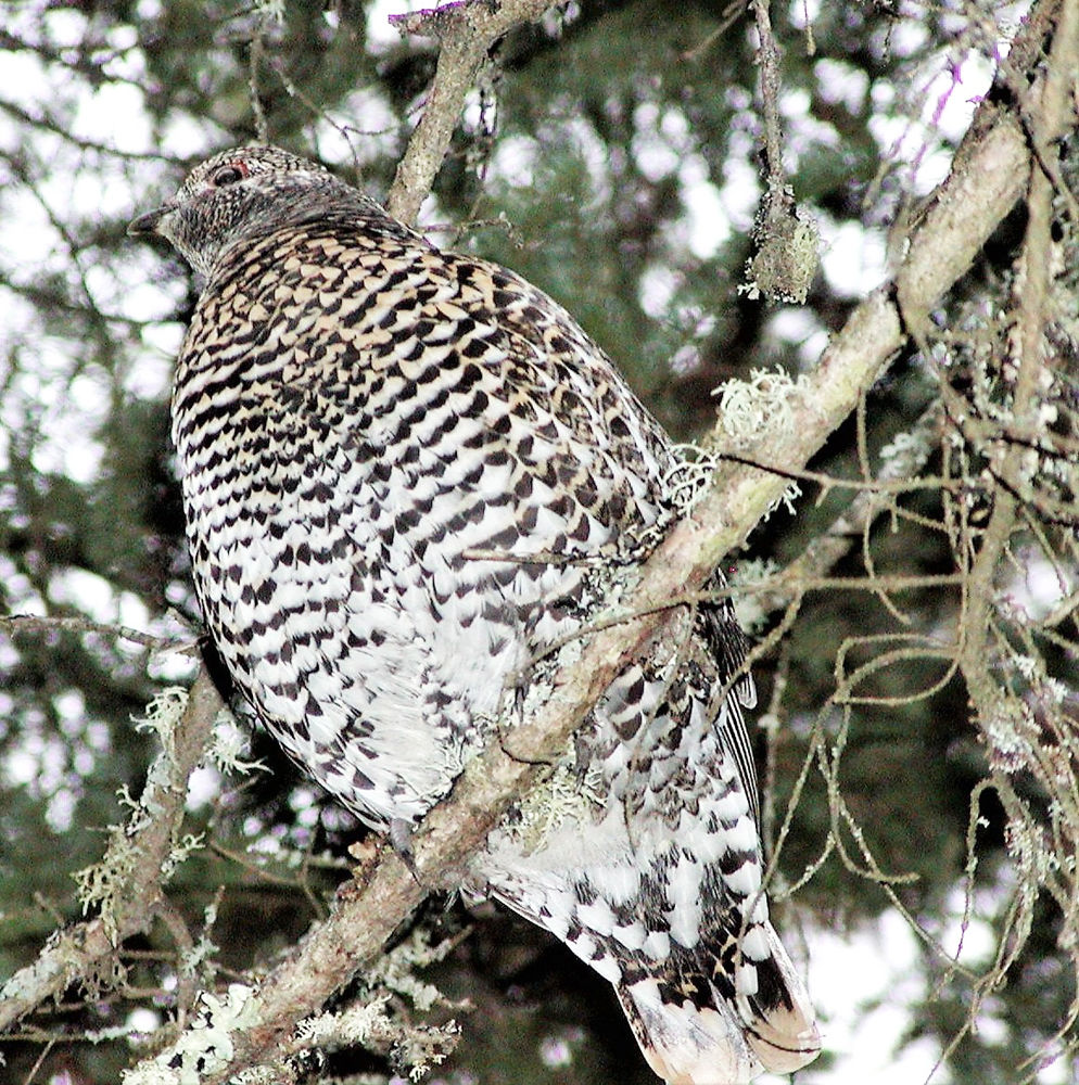 Focus on nature: The rare and secretive spruce grouse | Free | apg-wi.com