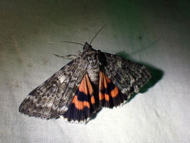 small underwing moth