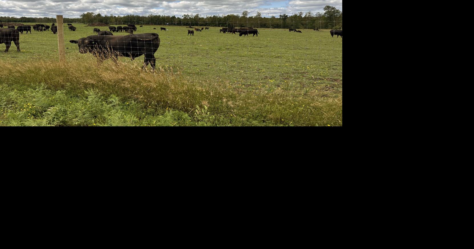 Farmers turn to ‘predator-proof’ fences to deter wolves in northern ...