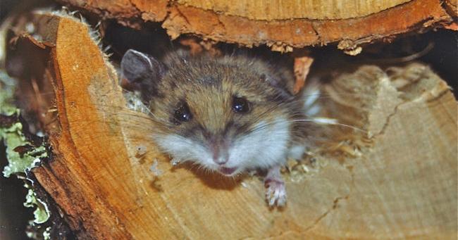 The differences between shrews, voles, and mice | Columnists | apg-wi.com