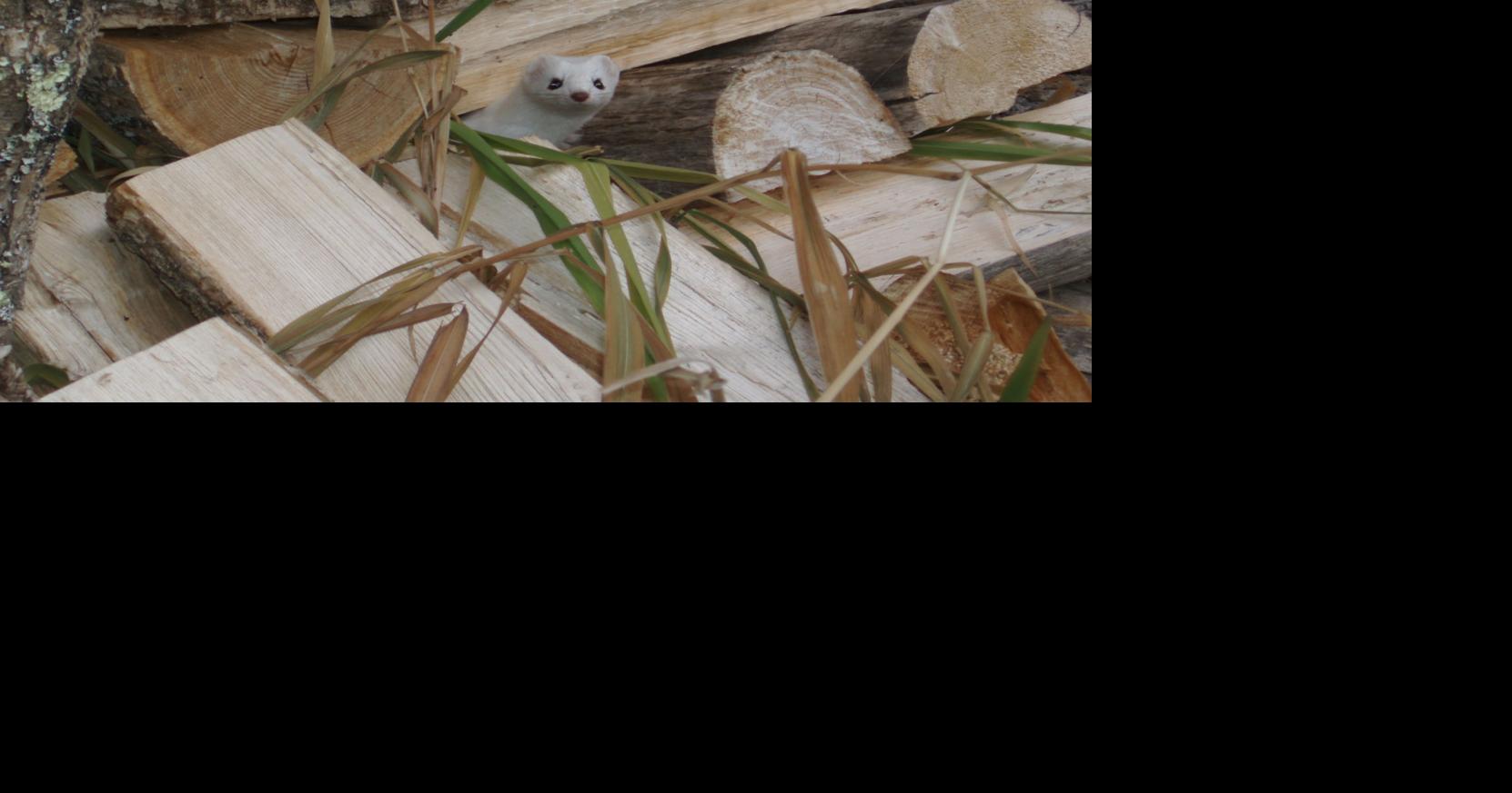 Popping out, goes the weasel | Outdoors | apg-wi.com