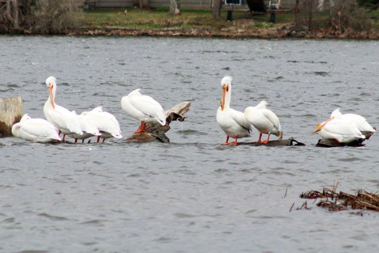 Catch bird-watching fever in Rice Lake on World Migratory Bird Day ...