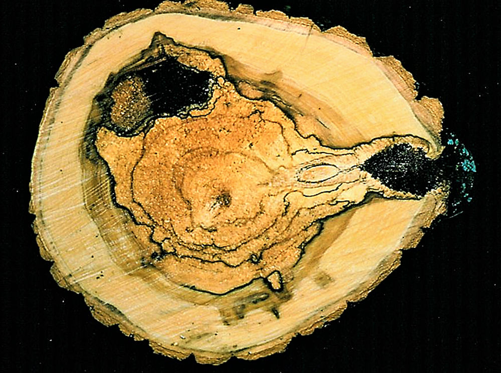 Focus on nature: Aspen trees, wood decay, and woodpeckers | Free | apg ...