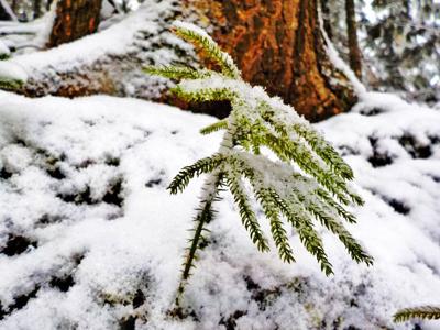 Natural Connections: Lycopodium revisited | Free | apg-wi.com