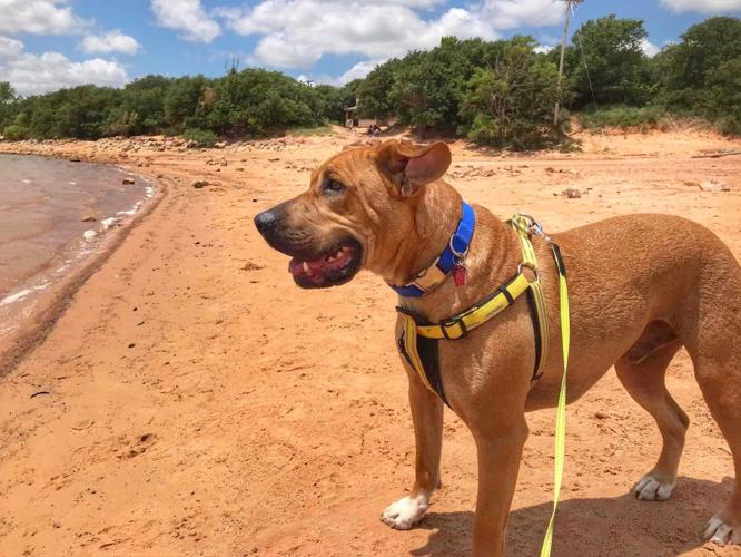 Starving, neglected dog recovering as Mason owners charged | Subscriber ...