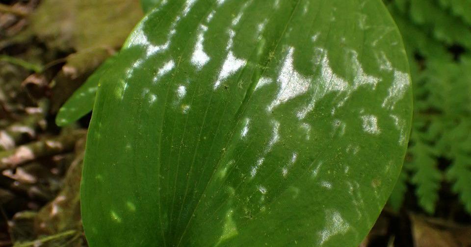NATURAL CONNECTIONS: The Magical Mesic Forest | Price County Review ...