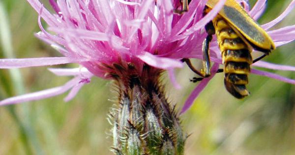 Local group fighting pasture pest | Free | apg-wi.com