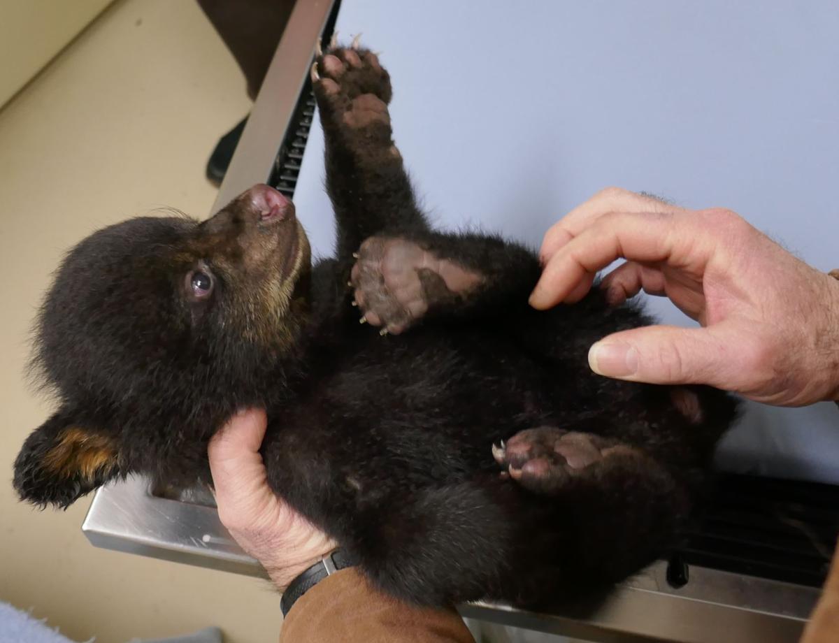 Rescued baby bears taken to rehabilitation center | Subscriber | apg-wi.com