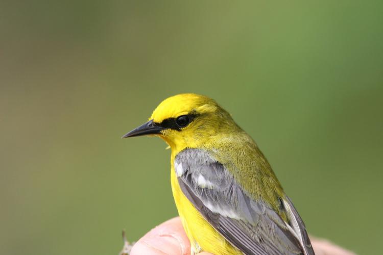 Natural Connections: Two colors of warblers | Free | apg-wi.com
