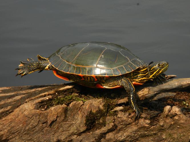 The river wild: Totogatic | Outdoors | apg-wi.com