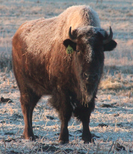 Where buffalo still roam: Spooner’s Black Creek Bison herd a connection ...