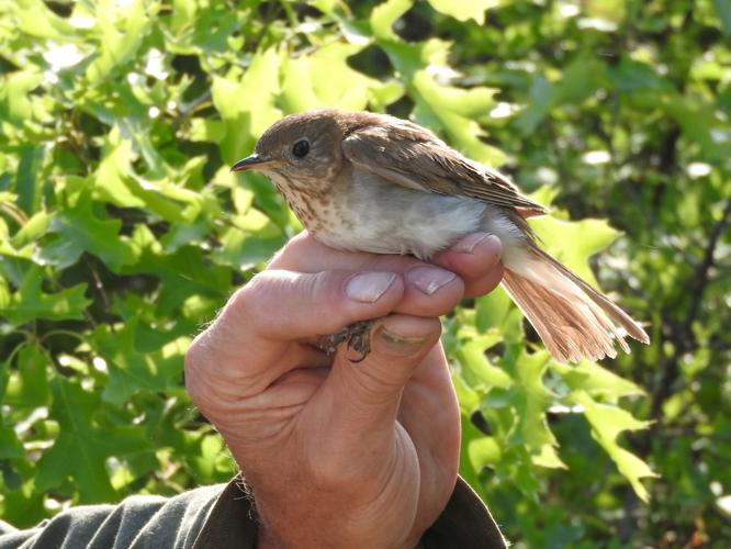 Heartbeats and birds | Outdoors | apg-wi.com
