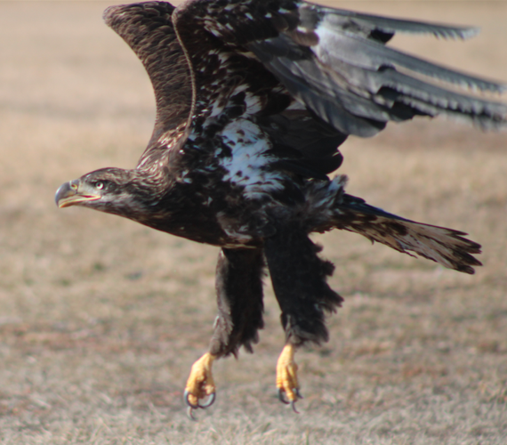 Return to the wild: Eagle released as large crowd cheers | News | apg ...