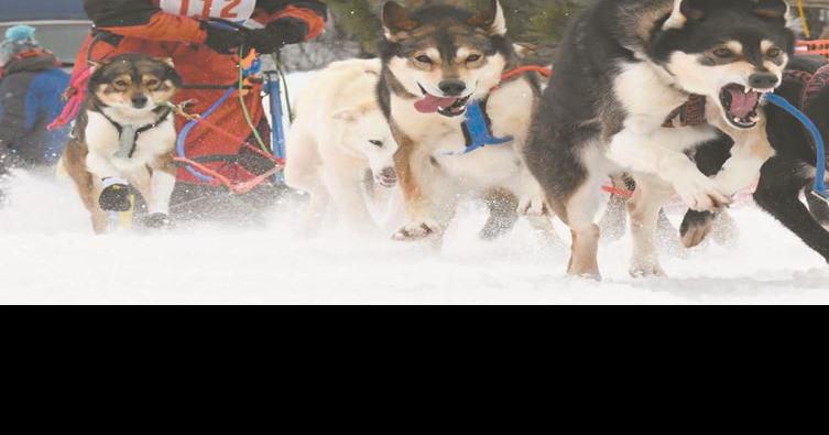 MUSHERS RACE TO VICTORIES IN NORTHERN PINES SLED DOG RACE | | apg-wi.com