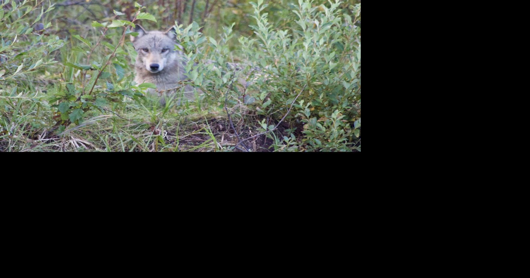 Representatives introduce gray wolf delisting bill | Local | apg-wi.com