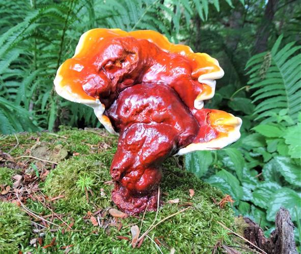 FOCUS ON NATURE: July is fireworks, fungus and bears | Price County ...