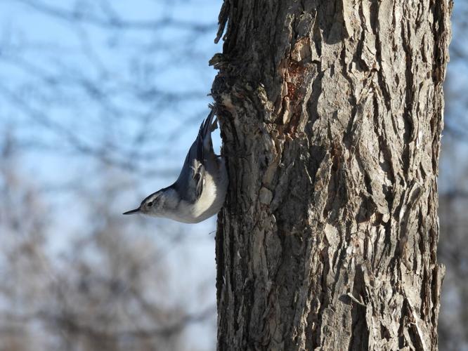treecreeper or nuthatch