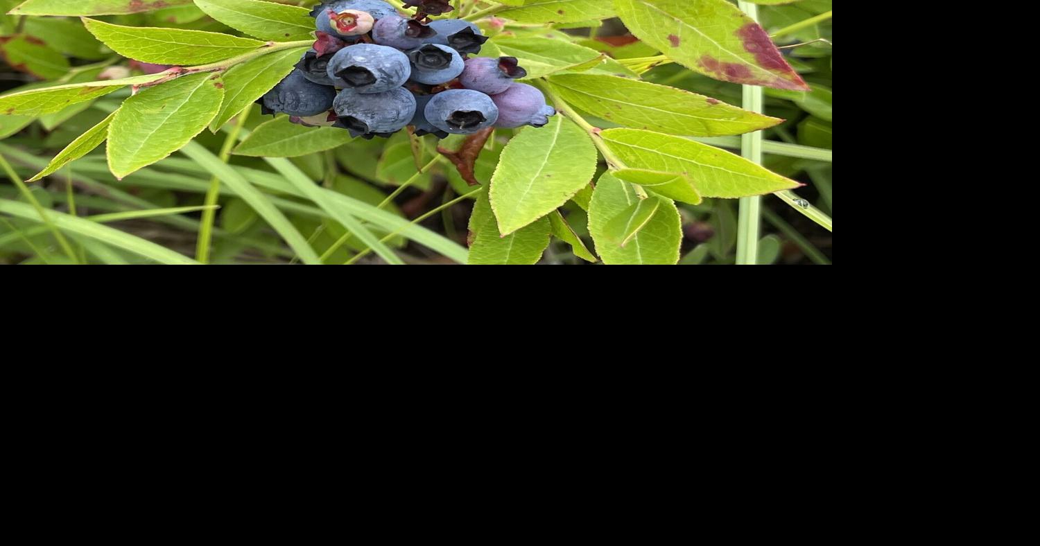 Blueberries on the Barrens Saturday | Regional | apg-wi.com