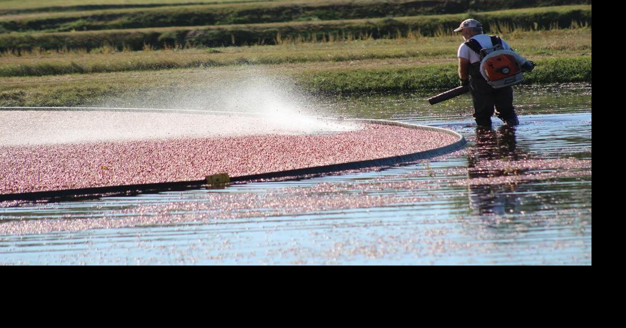 Cranberry time: Continental Cranberries’ October harvest underway ...