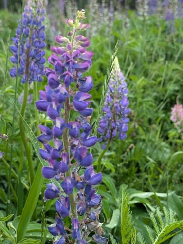 It’s lupine season | Local | apg-wi.com
