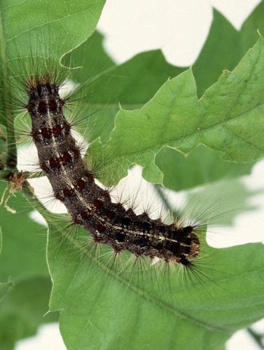 An invasive insect | Outdoors | apg-wi.com