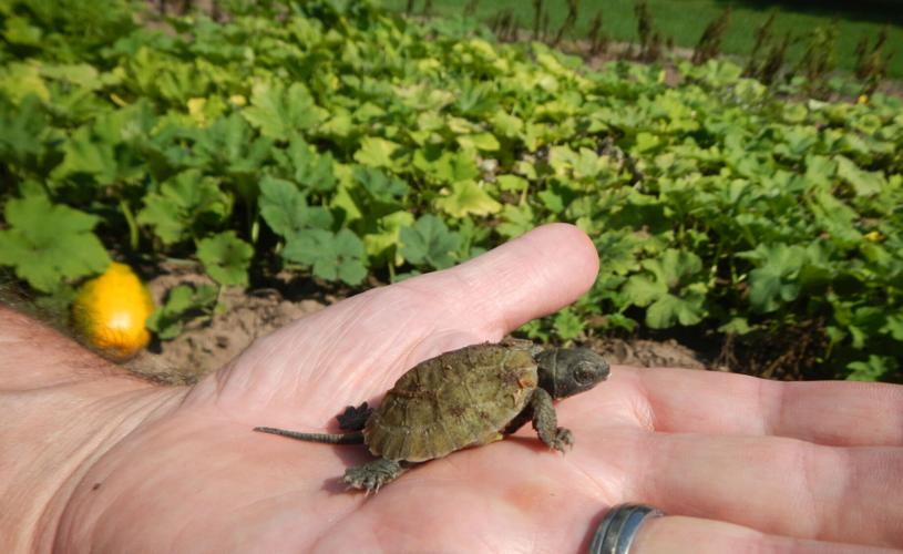 Wood turtles vs. badgers | Outdoors | apg-wi.com