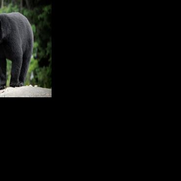 DNR Learn to Hunt Bear program seeks applicants and instructors ...