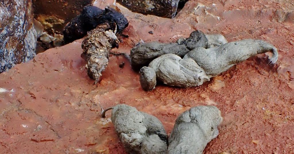Eww: kids learn about animal poop | Columnists | apg-wi.com