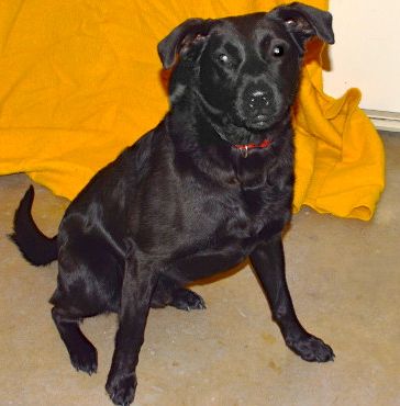 PET OF THE WEEK: Tiny, a Black Lab Retriever mix | Local | apg-wi.com