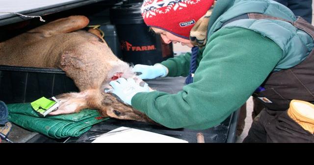 Free CWD testing offered by DNR | Free | apg-wi.com