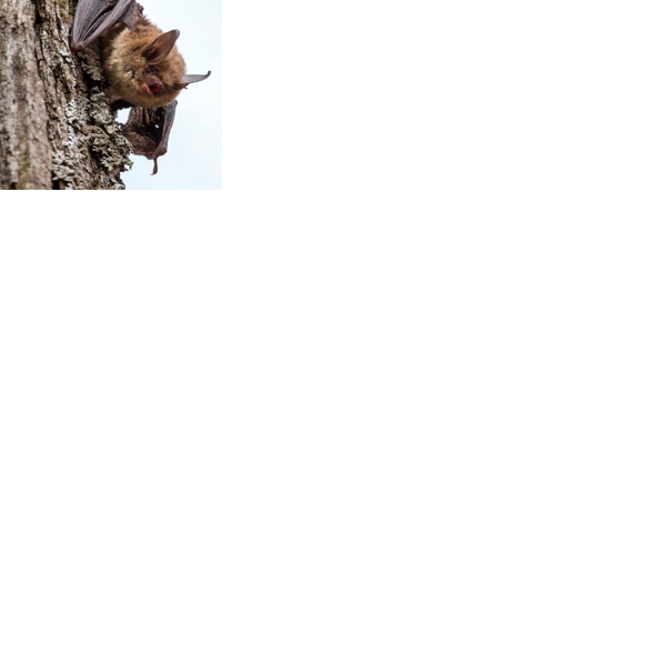 Declining bats need support during International Bat Week | Regional ...