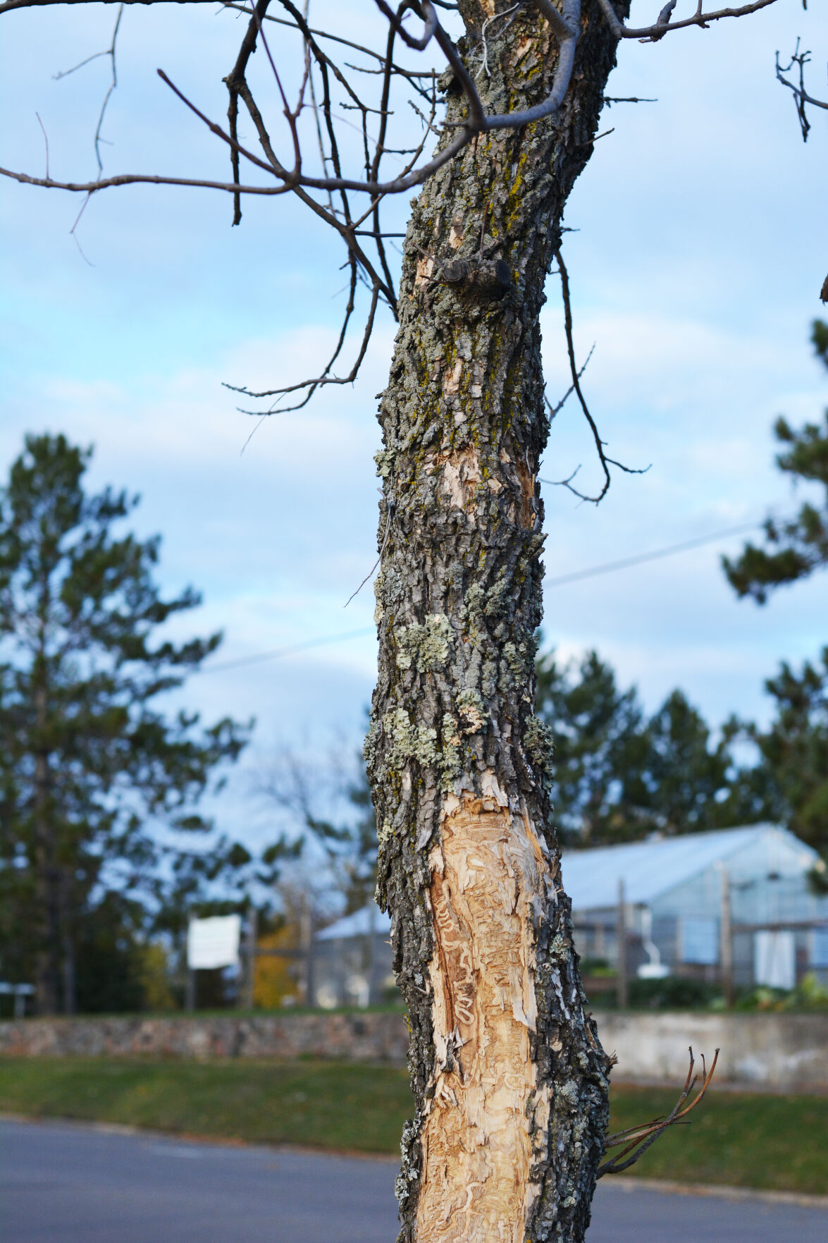 Emerald ash borer confirmed in Price County | Subscriber | apg-wi.com