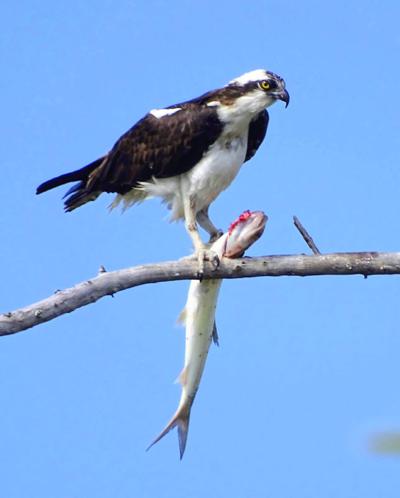 Focus on nature: Wintering ospreys | Free | apg-wi.com