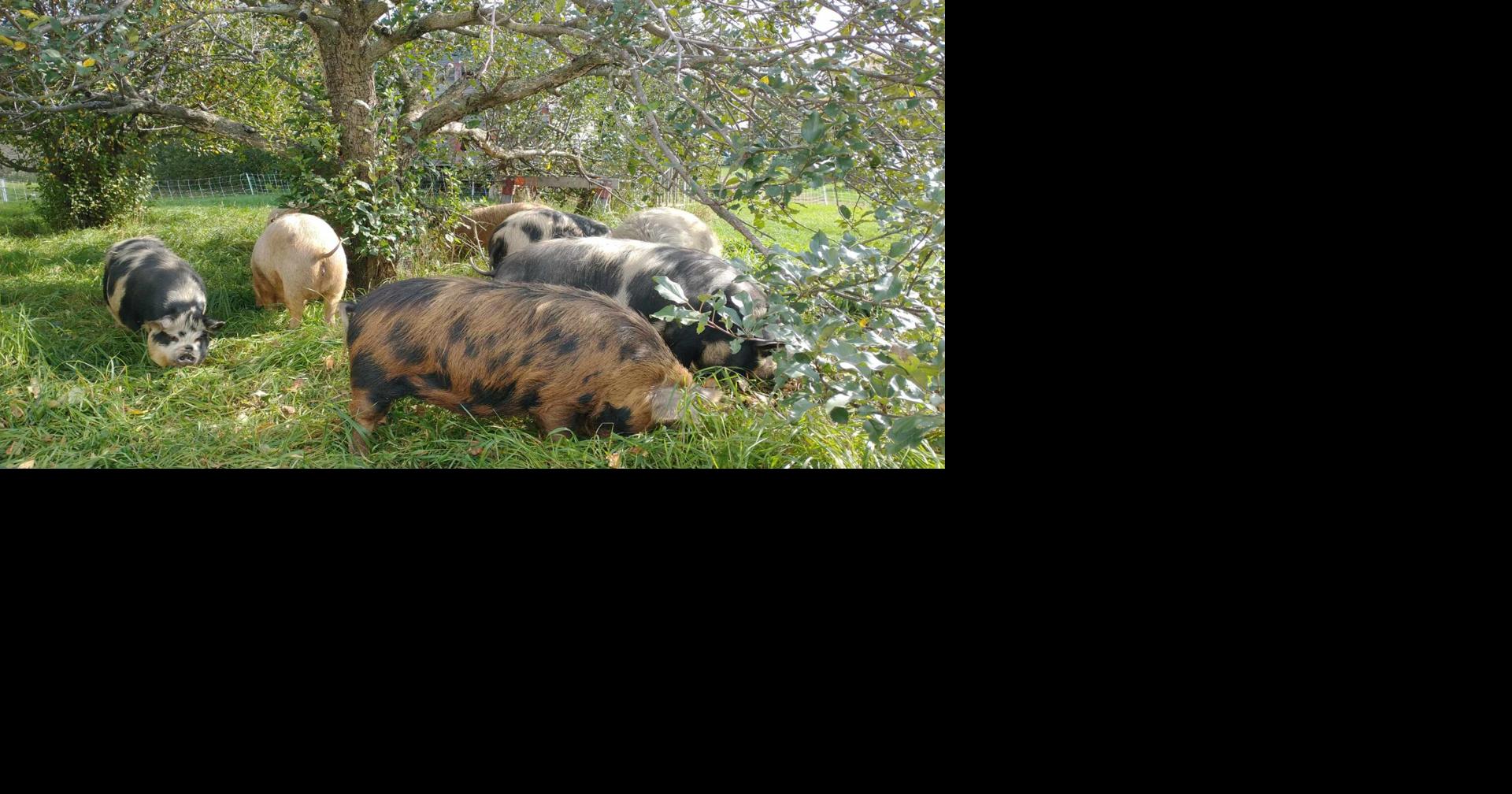 Down on the Farm: Porcine cleanup crew | Columnists | apg-wi.com