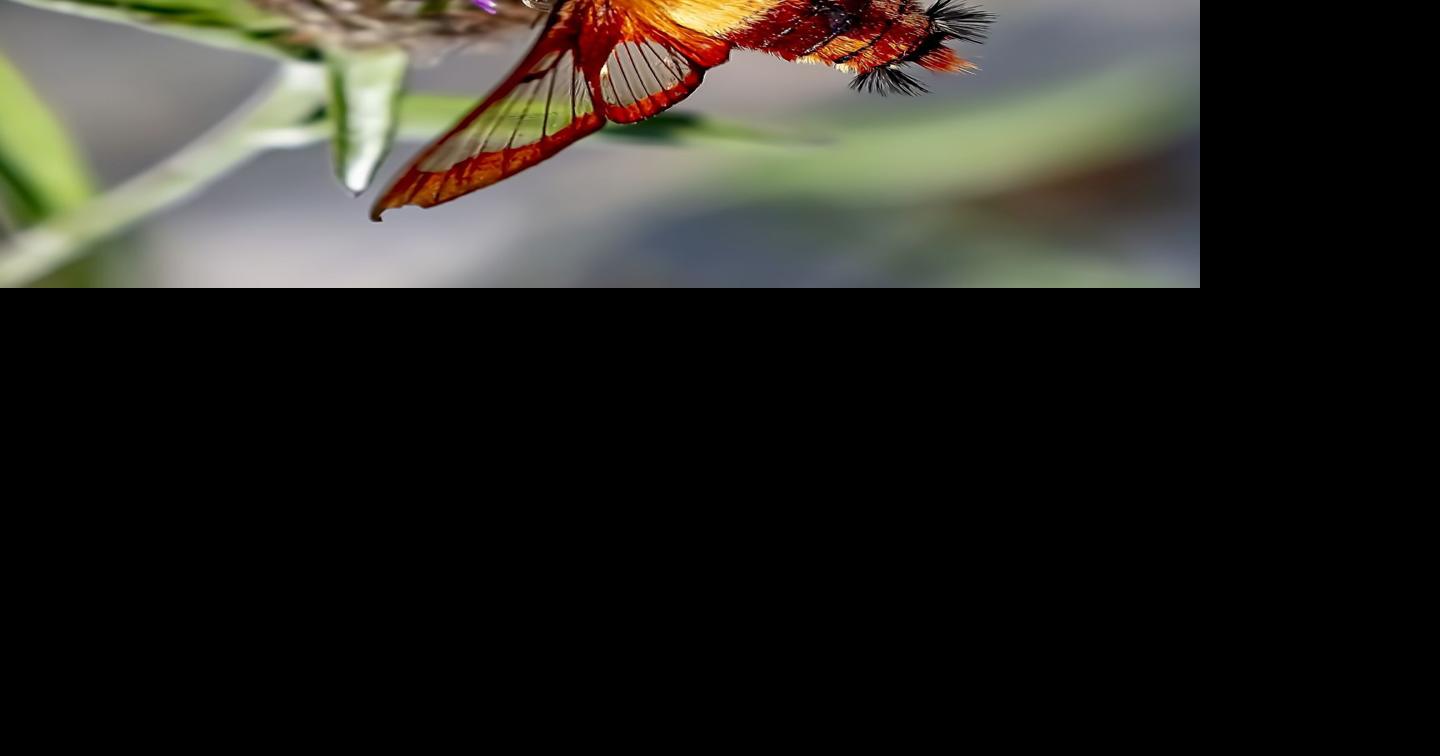 Real news about fake hummingbirds | Outdoors | apg-wi.com