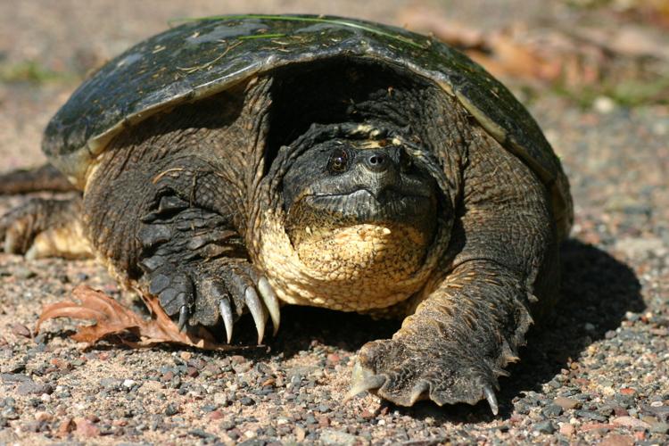 Hibernation time: As cold weather arrives, many of nature’s creatures ...