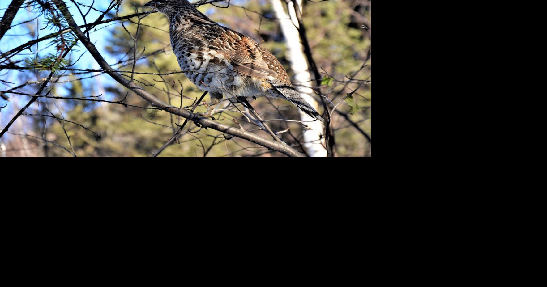 And a partridge in our birch tree | Subscriber | apg-wi.com