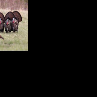 Bonus harvest authorizations for spring turkey season available ...