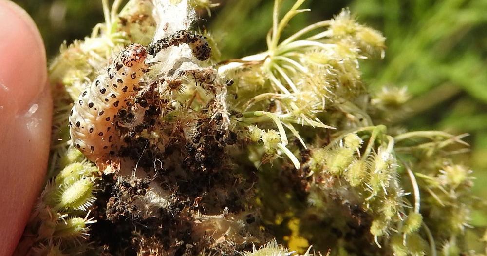 Natural Connections: Find the stories in nature | Free | apg-wi.com