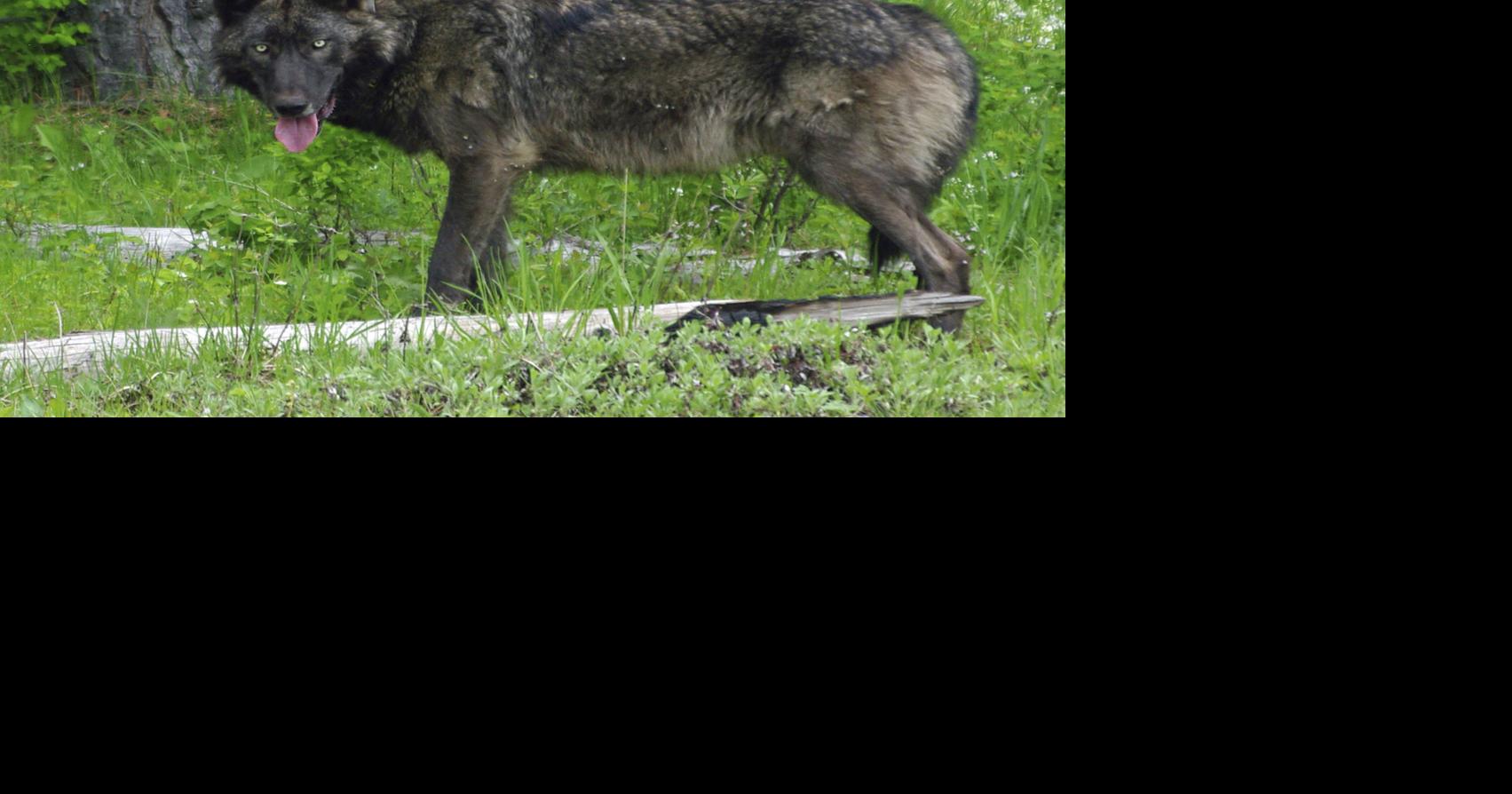 Another gray wolf delisting process unfolding | Subscriber | apg-wi.com