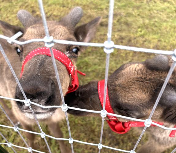 Small hoofprints and big dreams: Westphals launch Reindeer Hill and 6Four Accord | News | apg-wi.com