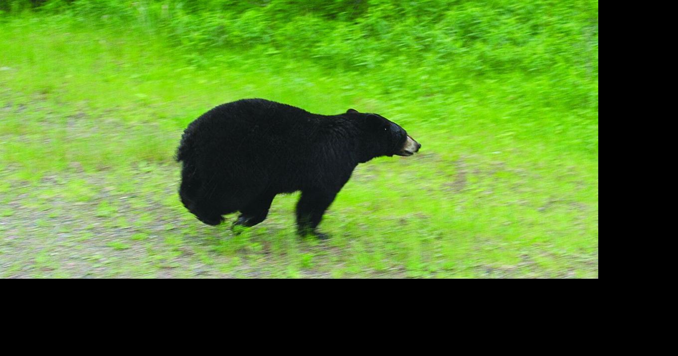 DNR continuing investigation of Barron County black bear attack ...