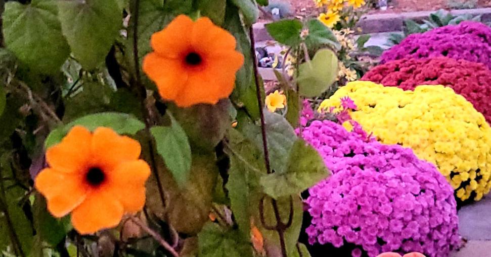 Guardian of gardens: Formal flower garden in bloom non-stop from spring ...