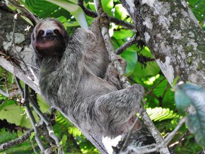 NATURAL CONNECTIONS: Sloths: A slow moving symbiosis | Free | apg-wi.com