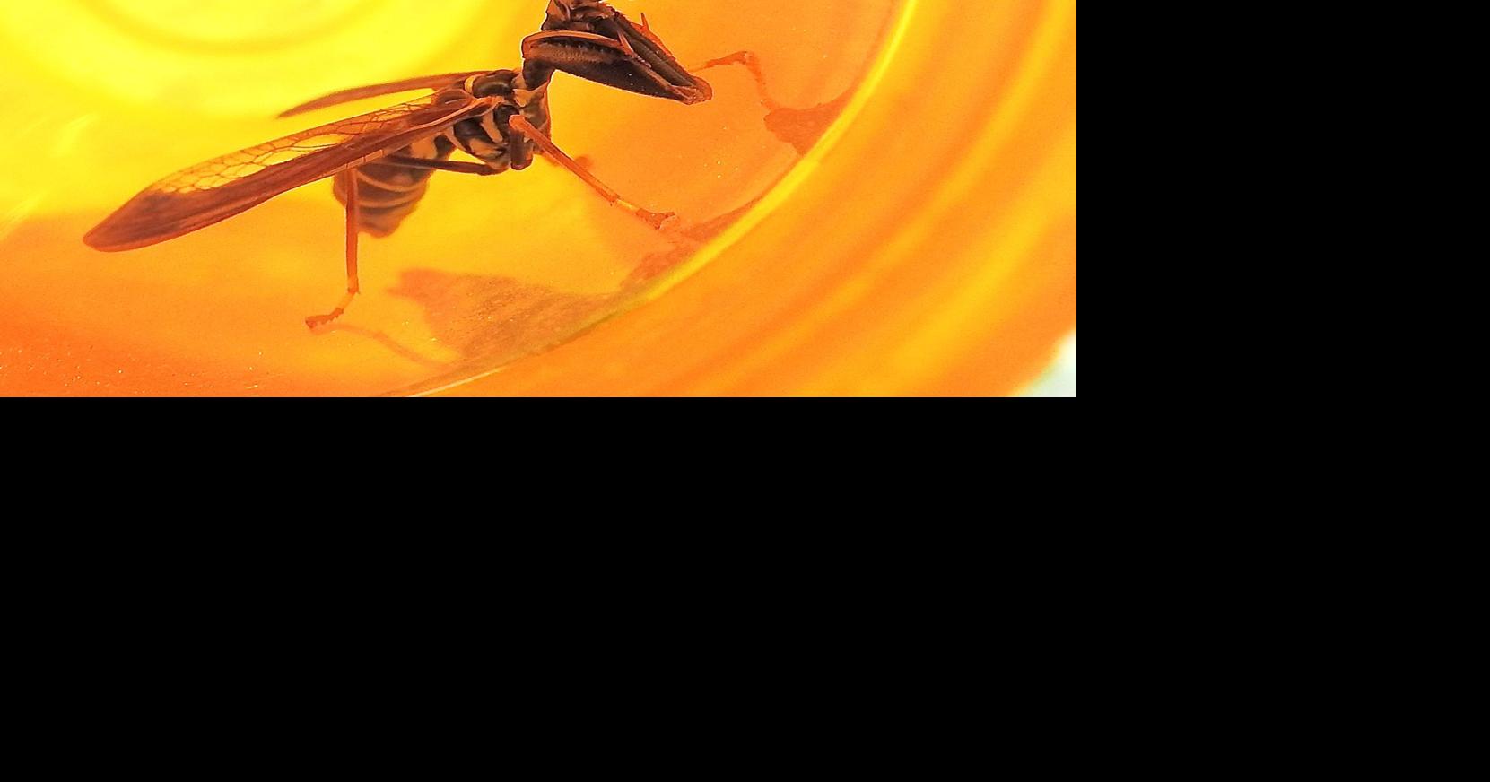 Natural Connections: The mantidfly provides a study in fascinating life ...