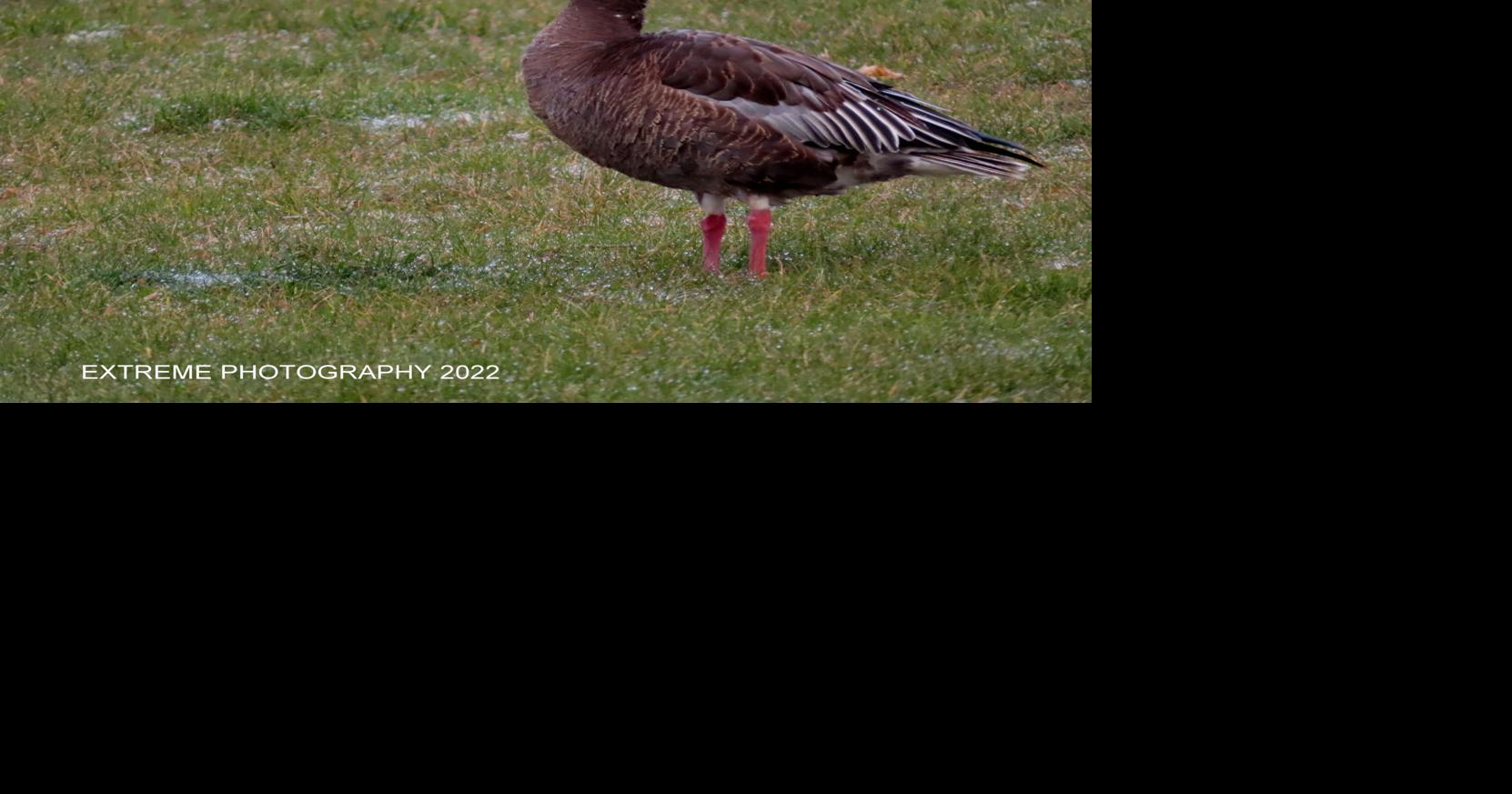 Mighty morphing goose rarity spotted | Outdoors | apg-wi.com
