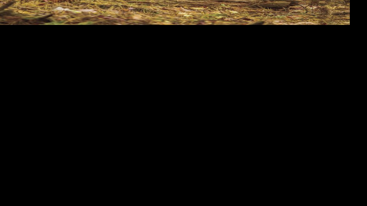 Deer population up in Ashland County | Local | apg-wi.com